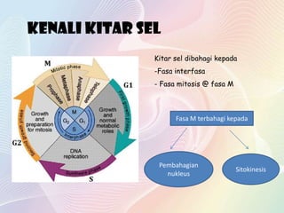 5.1 Mitosis tingkatan 4 | PPTX