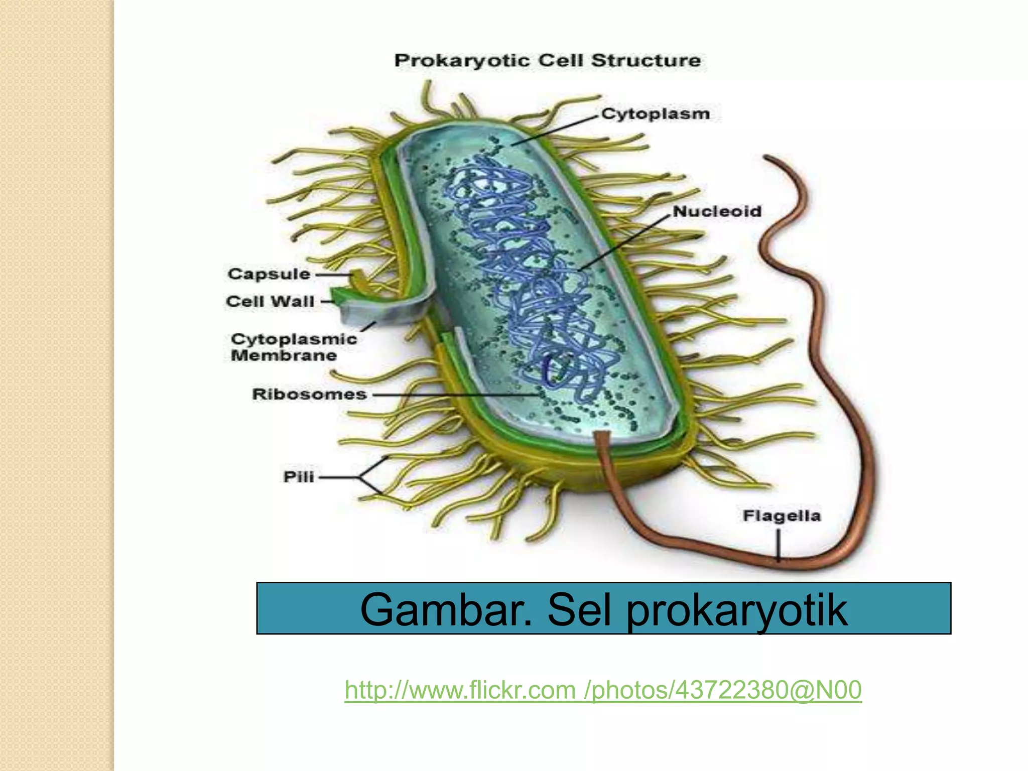 Power point monera | PPTX