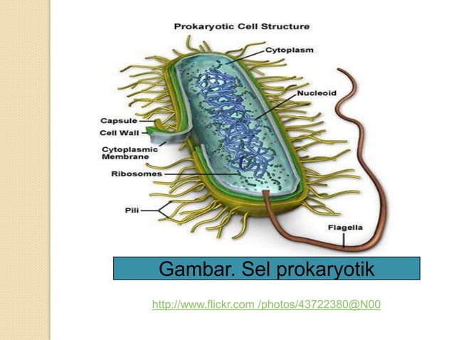 Power point monera | PPTX