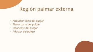 Power point músculos de la mano.pptx ... | PPTX