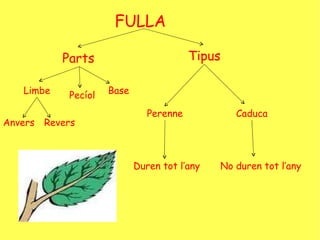 Espermatòfits arrel, tija i fulla. | PPT