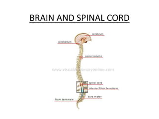 Powerpoint nervous system | PPTX