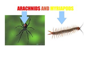 Examples Of Myriapods