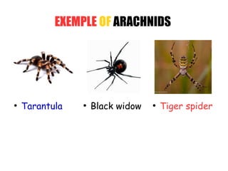 Arachnids Examples