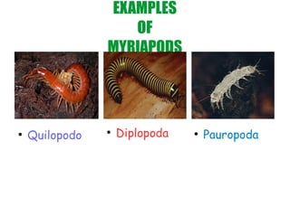Examples Of Myriapods