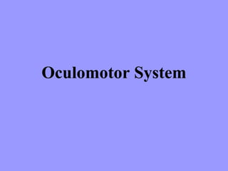 Oculomotor System within human central system | PPT