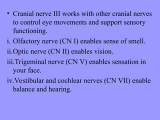 Oculomotor System within human central system | PPT