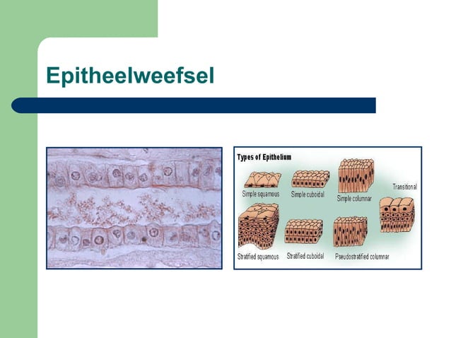 Powerpoint Oef2 Eve De Groof | PPT