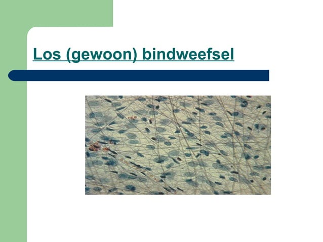 Powerpoint Oef2 Eve De Groof | PPT