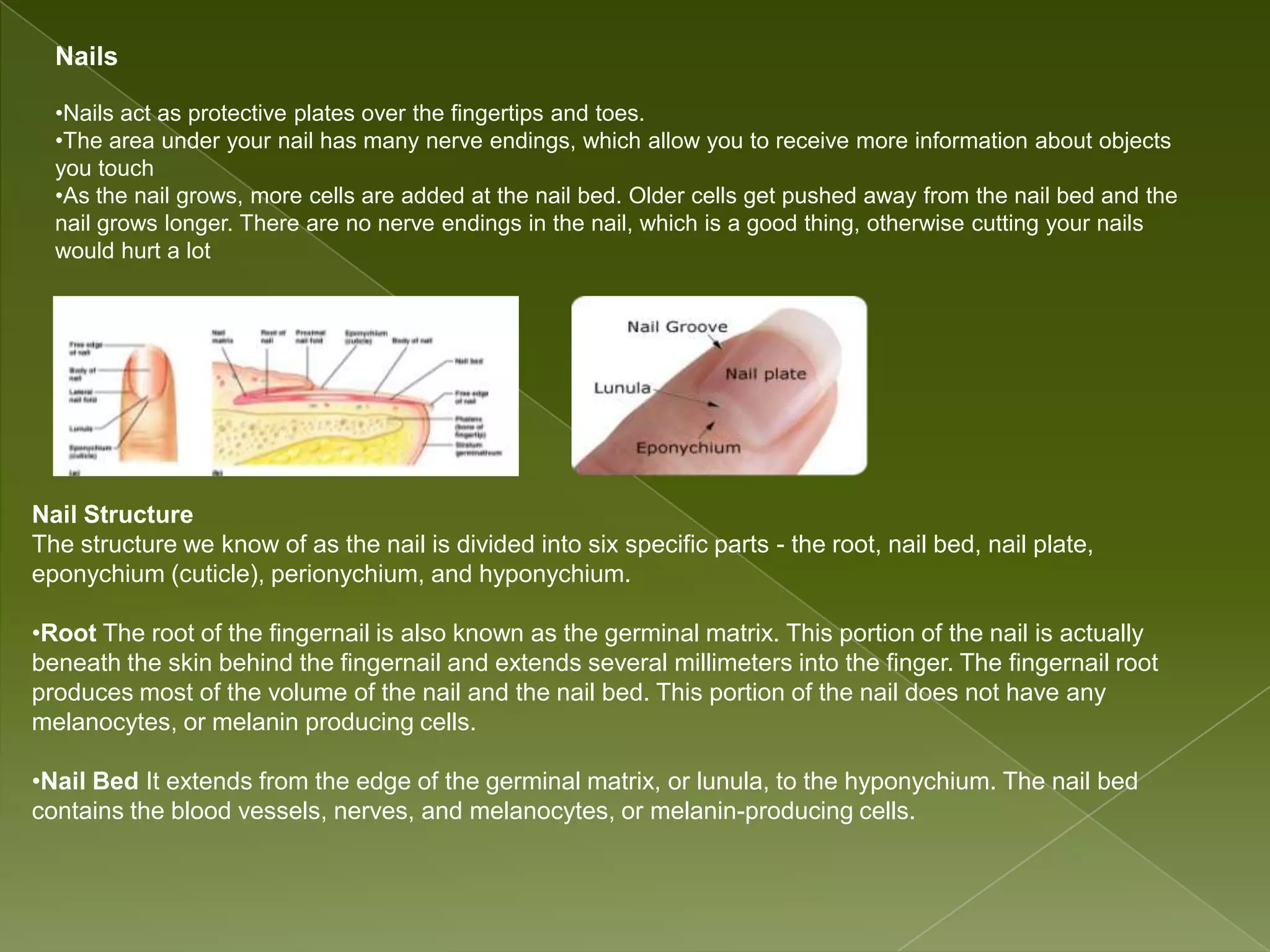 Powerpoint of integumentary syytem | PPTX | Skin and Dermatology ...