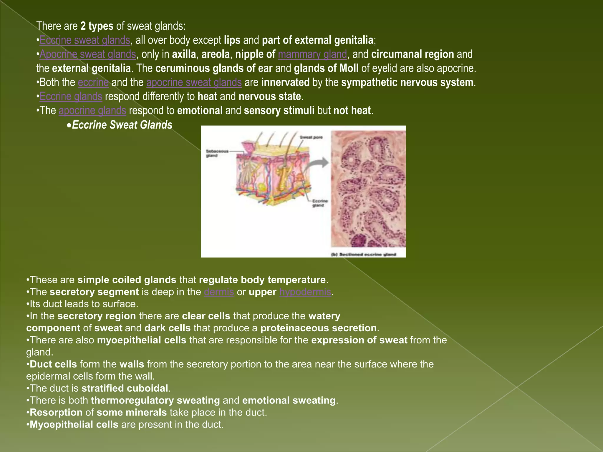 Powerpoint of integumentary syytem | PPTX | Skin and Dermatology ...