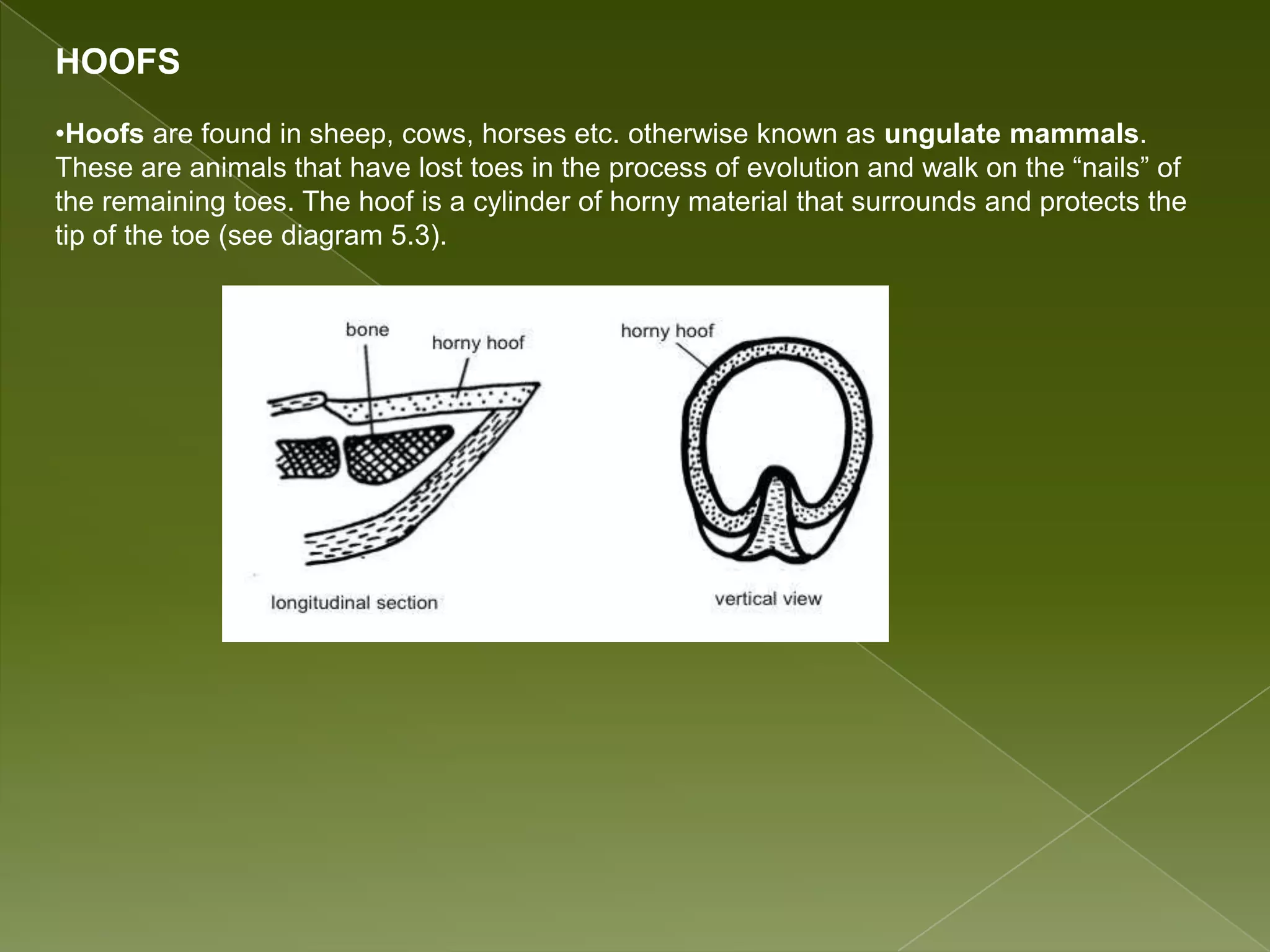 Powerpoint of integumentary system of vertebrates | PPTX