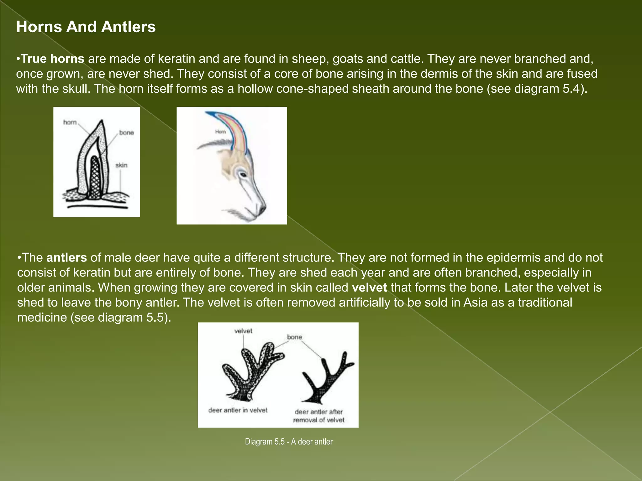 Powerpoint of integumentary system of vertebrates | PPTX