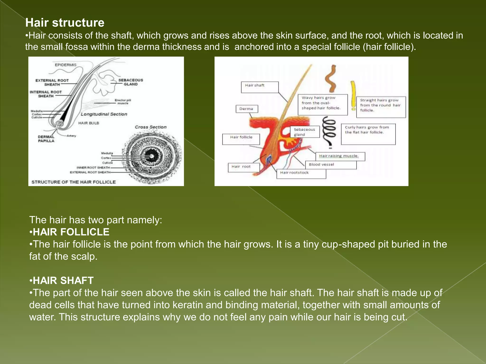 Powerpoint of integumentary system of vertebrates | PPTX
