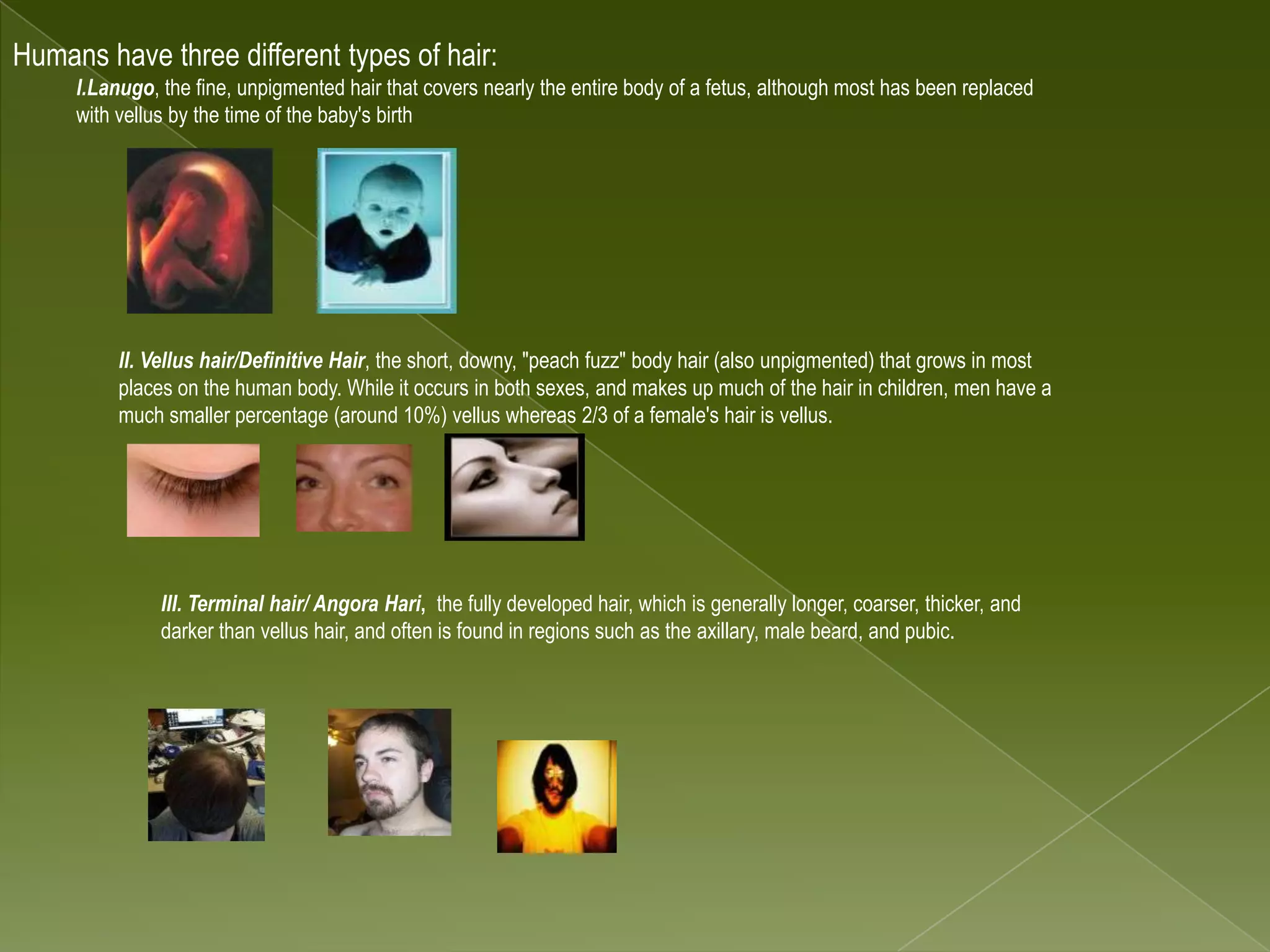 Powerpoint of integumentary system of vertebrates | PPTX