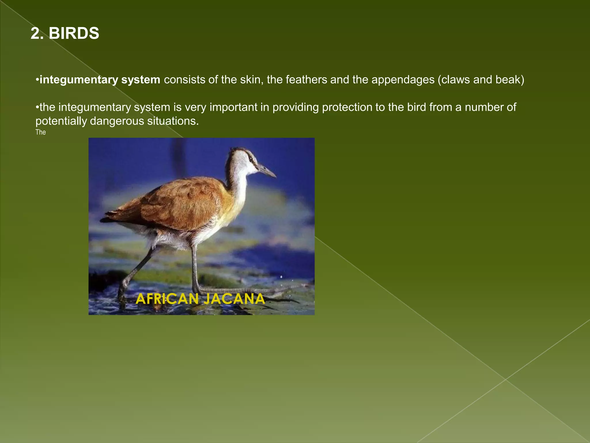 Powerpoint of integumentary system of vertebrates | PPTX