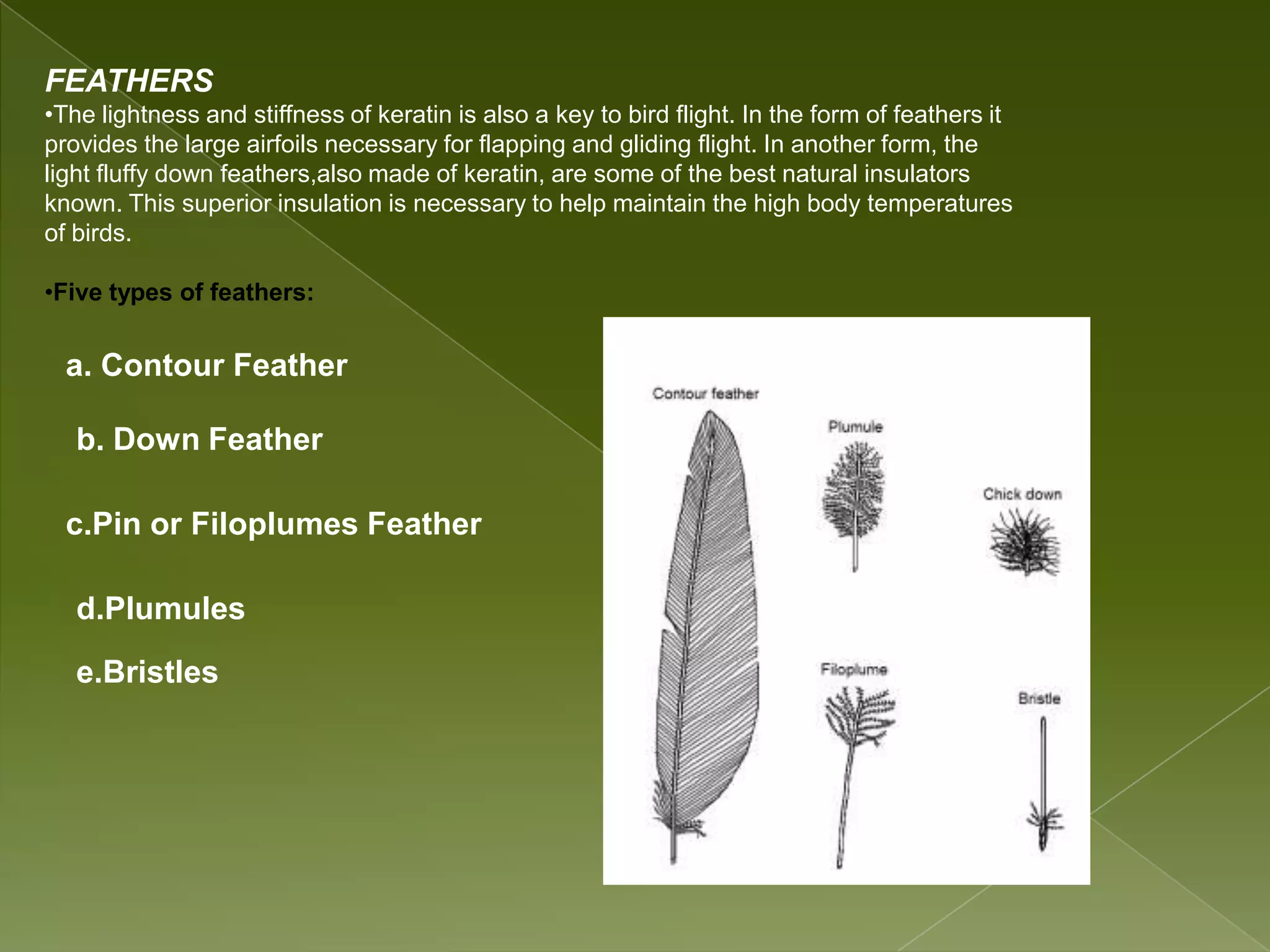Powerpoint of integumentary system of vertebrates | PPTX
