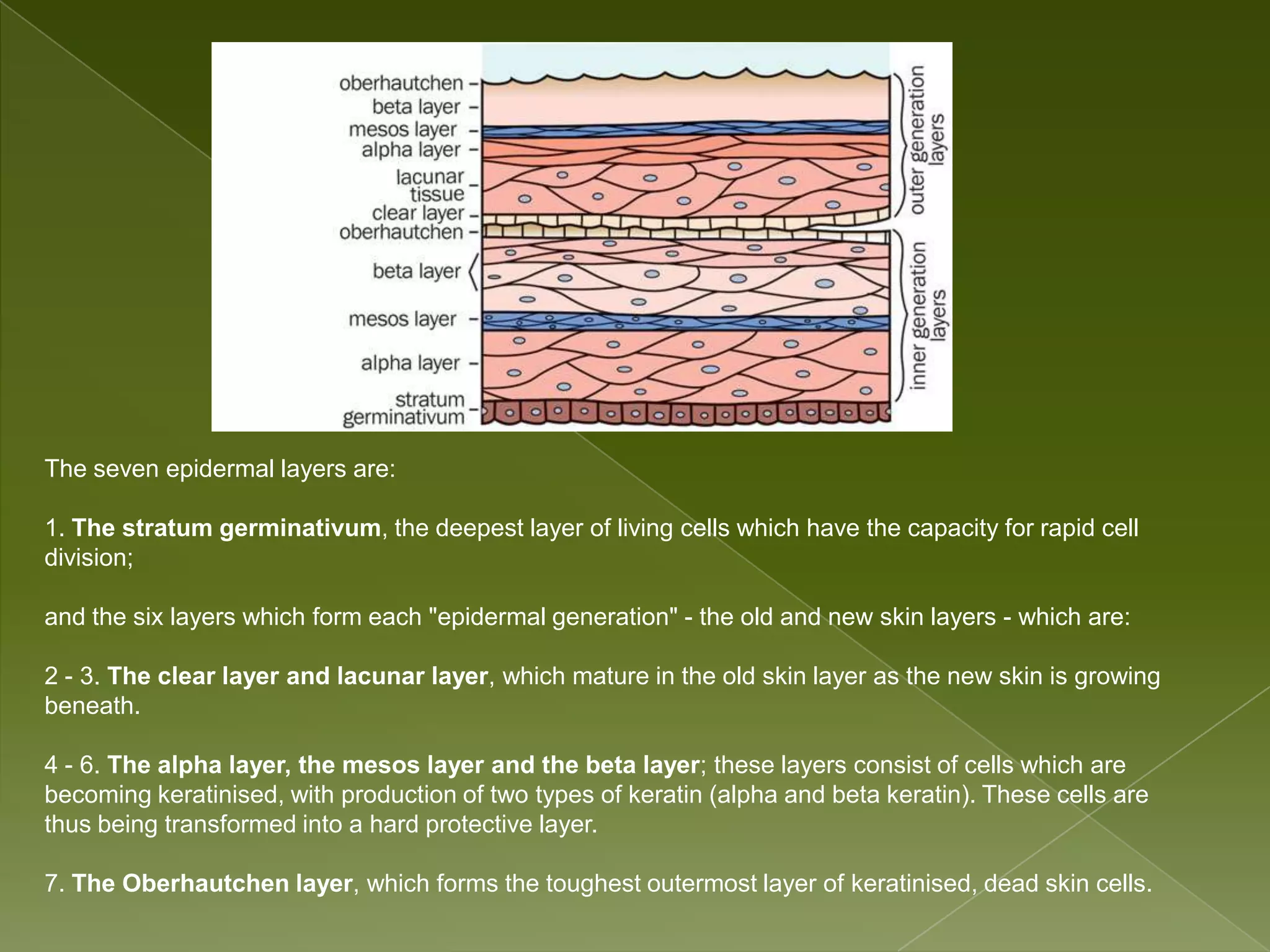 Powerpoint of integumentary system of vertebrates | PPTX