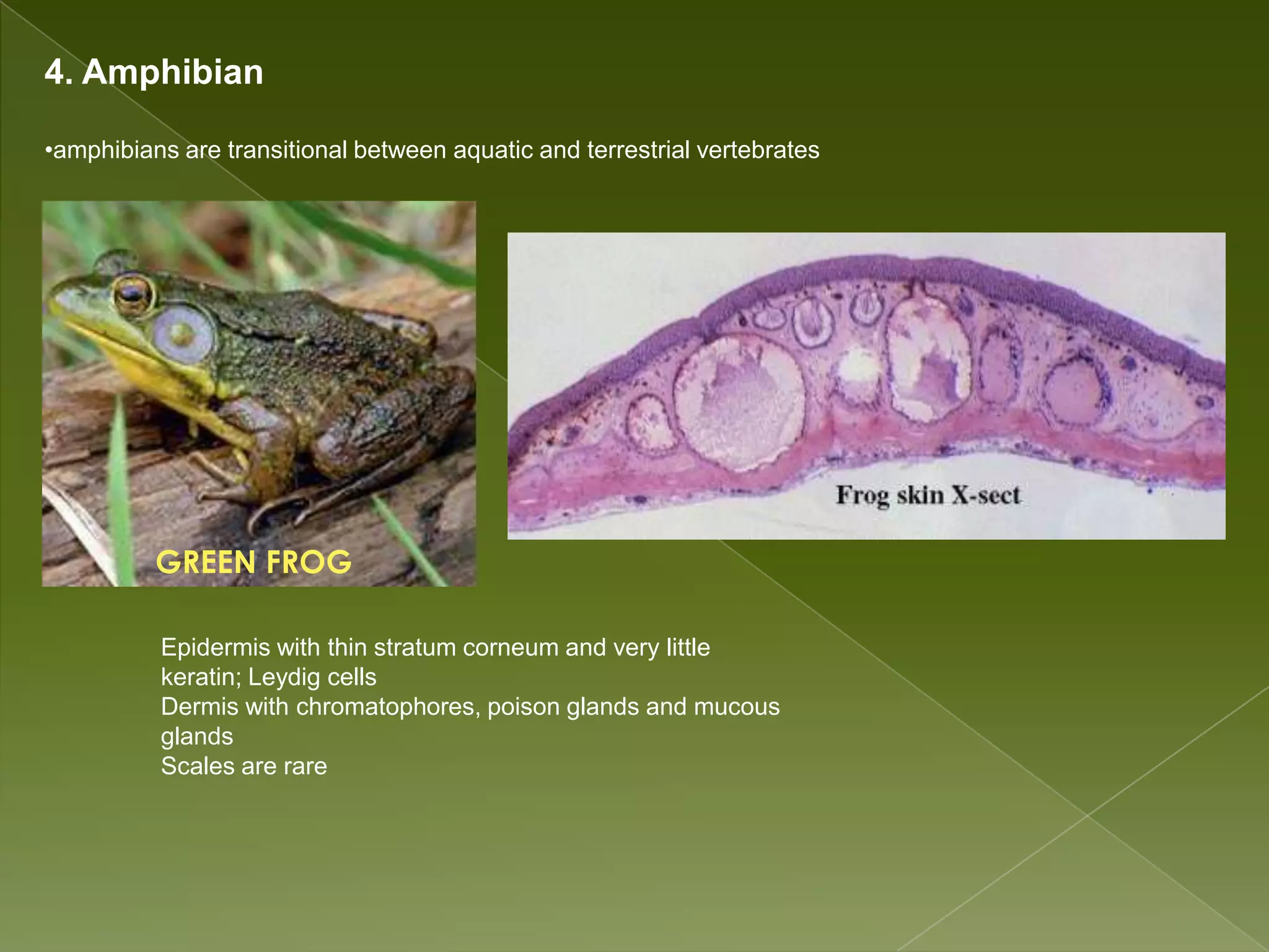 Powerpoint of integumentary system of vertebrates | PPTX