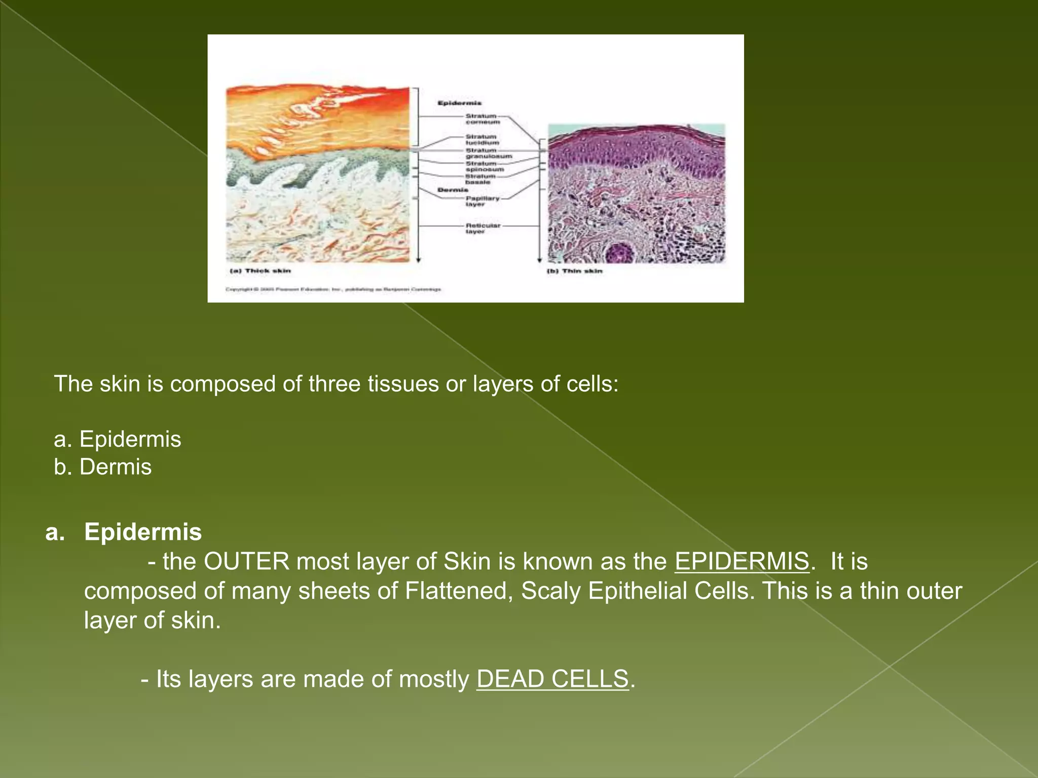 Powerpoint of integumentary system of vertebrates | PPTX