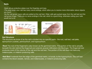 Powerpoint of integumentary system of vertebrates | PPTX