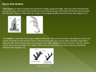 Powerpoint of integumentary system of vertebrates | PPTX
