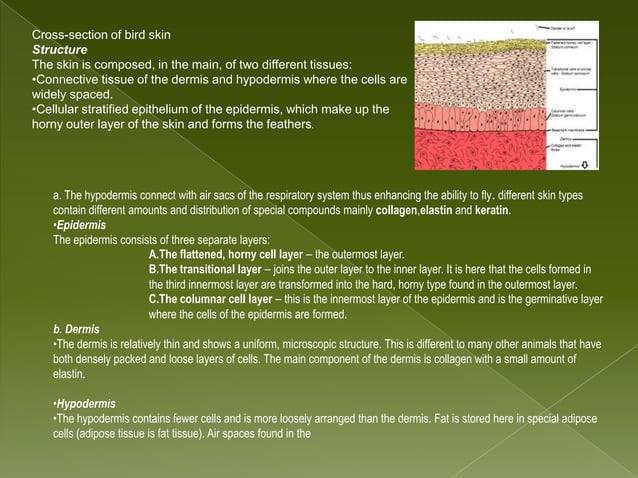 Powerpoint of integumentary system of vertebrates | PPTX