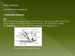 Powerpoint of integumentary system of vertebrates | PPTX