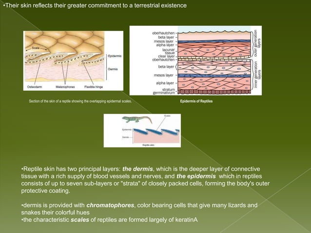 Powerpoint of integumentary system of vertebrates | PPTX