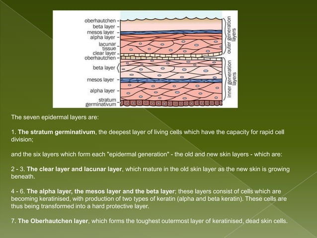 Powerpoint of integumentary system of vertebrates | PPTX