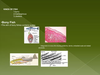 Powerpoint of integumentary system of vertebrates | PPTX