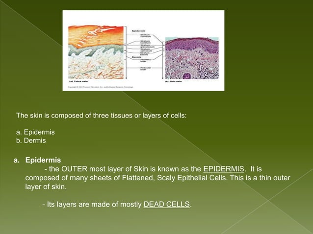 Powerpoint of integumentary system of vertebrates | PPTX