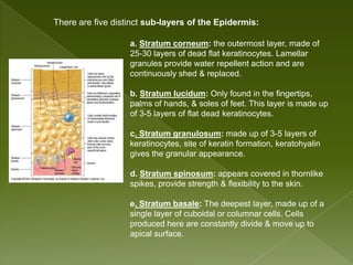 Powerpoint of integumentary system of vertebrates | PPTX