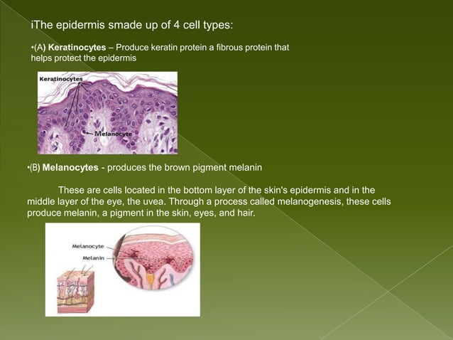 Powerpoint of integumentary system of vertebrates | PPTX