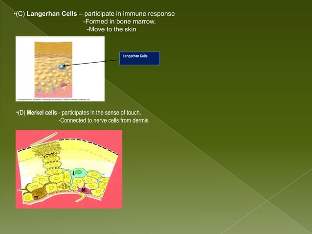 Powerpoint of integumentary system of vertebrates | PPTX