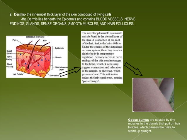 Powerpoint of integumentary system of vertebrates | PPTX