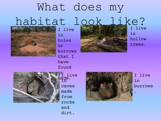 Australian Animal Power Point | PPTX | Reptiles | Pets