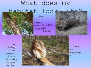 Australian Animal Power Point | PPTX | Reptiles | Pets