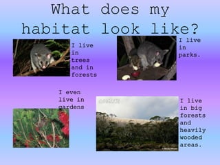 Australian Animal Power Point | PPTX | Reptiles | Pets