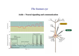 Powerpoint on the eye | PPT