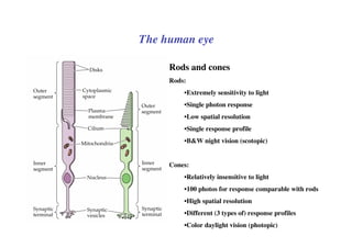Powerpoint on the eye | PPT