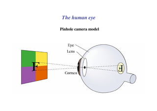Powerpoint on the eye | PPT
