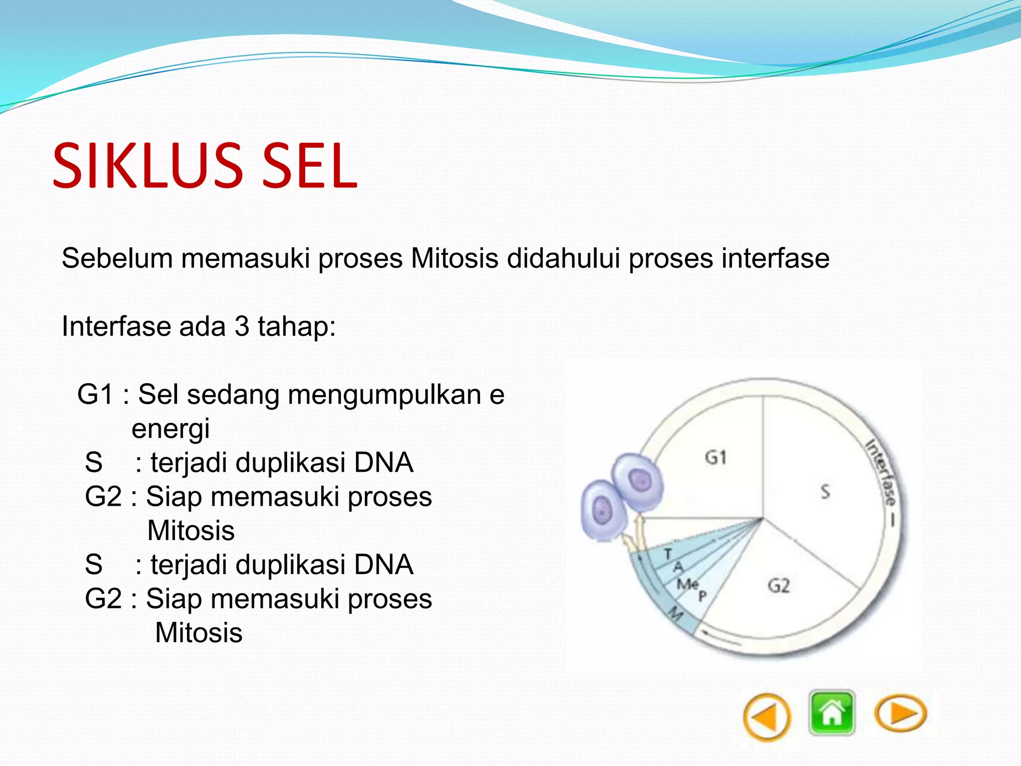 Power point pembelahan sel | PPTX