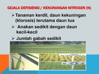 POWERPOINT PEMUPUKAN pada tanaman padi sawah | PPTX