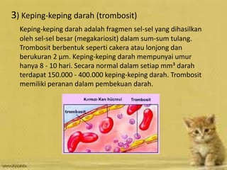 Power point peredaran darah | PPTX