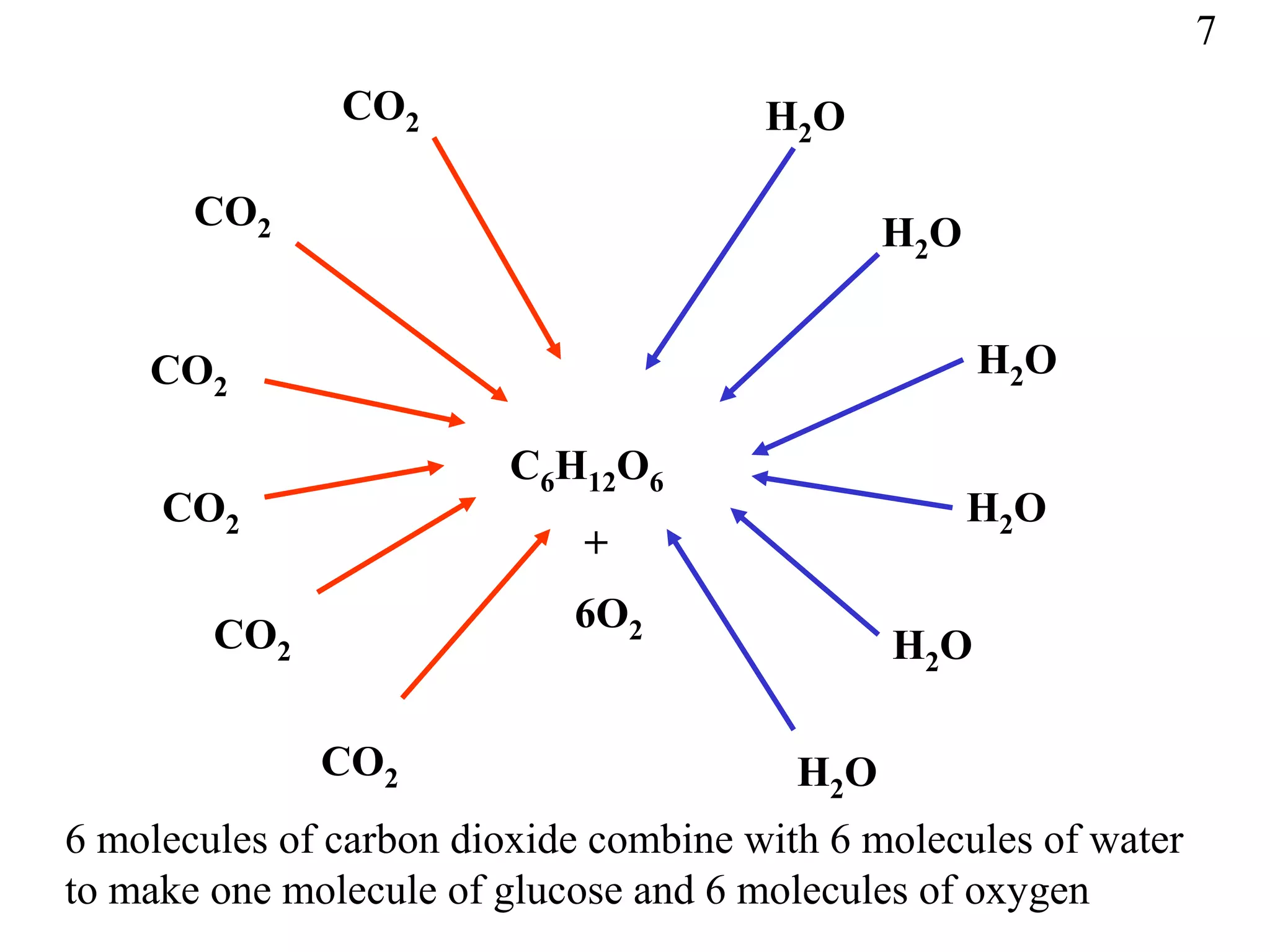 Powerpoint photosynthesis,how plants-get-food (1) | PPT