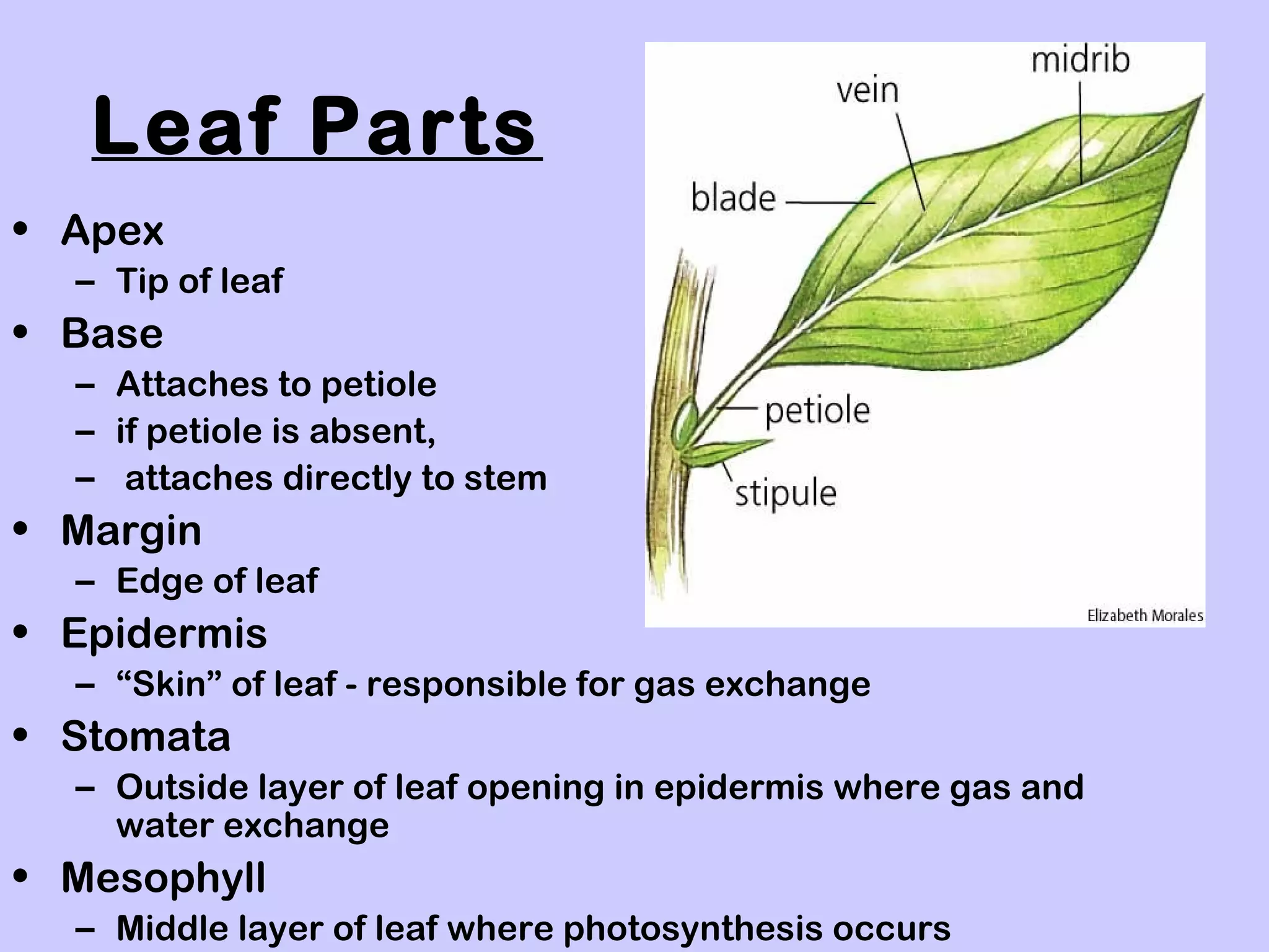 Powerpoint plant parts for science gr 5 | PPT