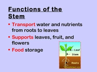 Powerpoint plant parts for science gr 5 | PPT