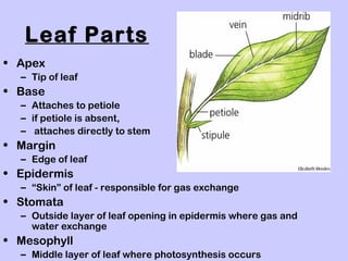 Powerpoint plant parts for science gr 5 | PPT