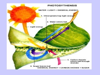 Powerpoint plant parts for science gr 5 | PPT